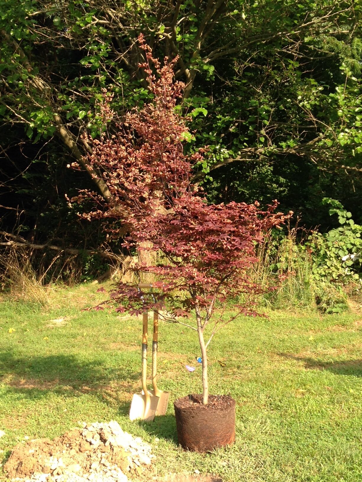 Tree Dedication Ceremony in Memory of Daniel Anderl - Township of North ...